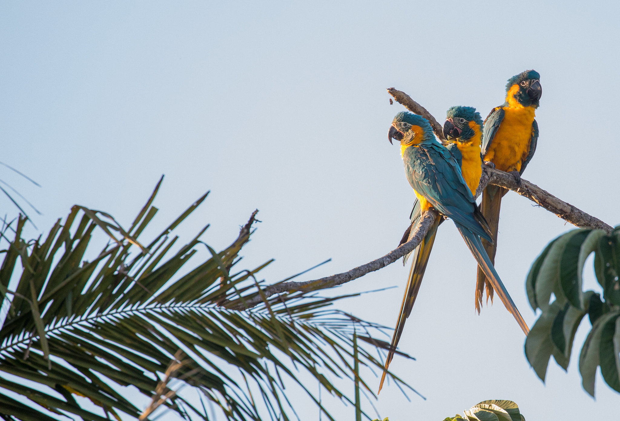Blue-throated macaw - ICF