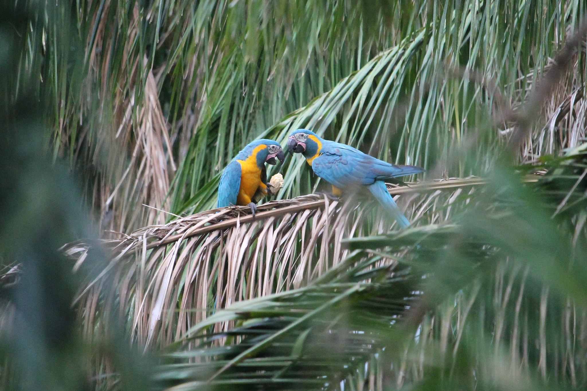 Blue-throated macaw - ICF