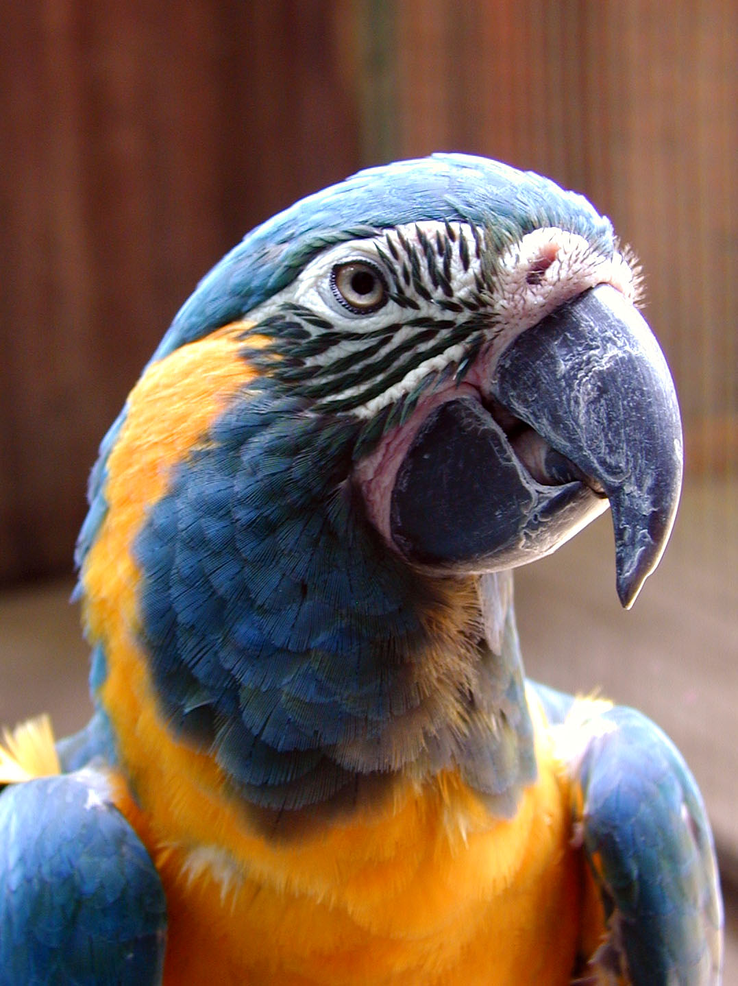 Blue-throated macaw - ICF