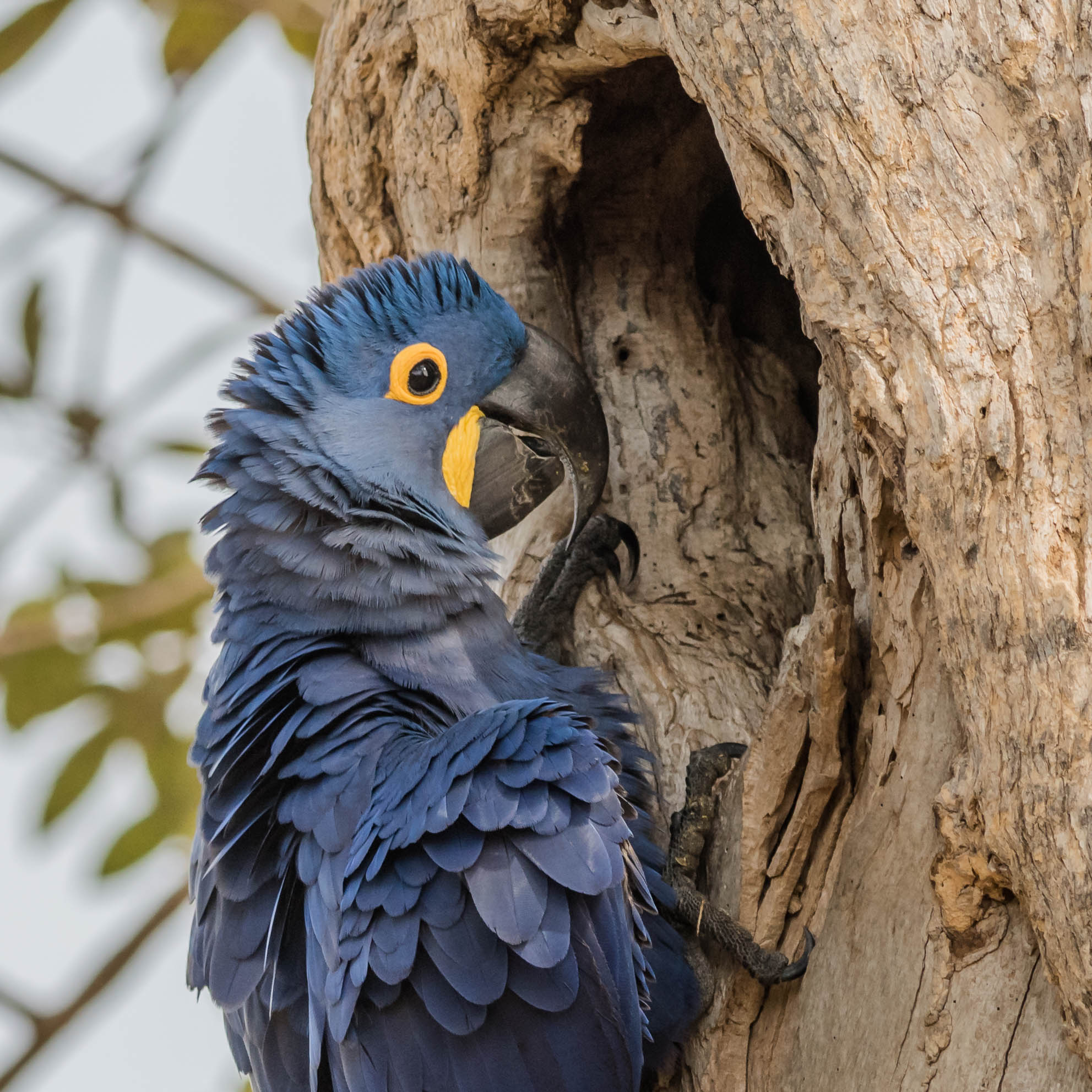 Hyacinth Macaw - ICF