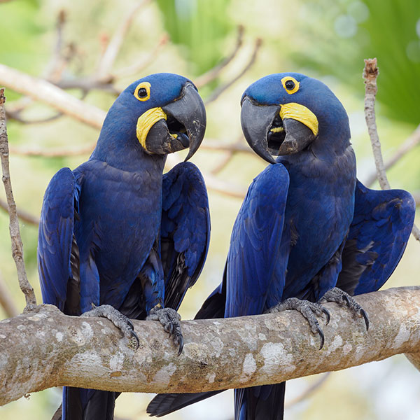 Hyacinth Macaw - ICF