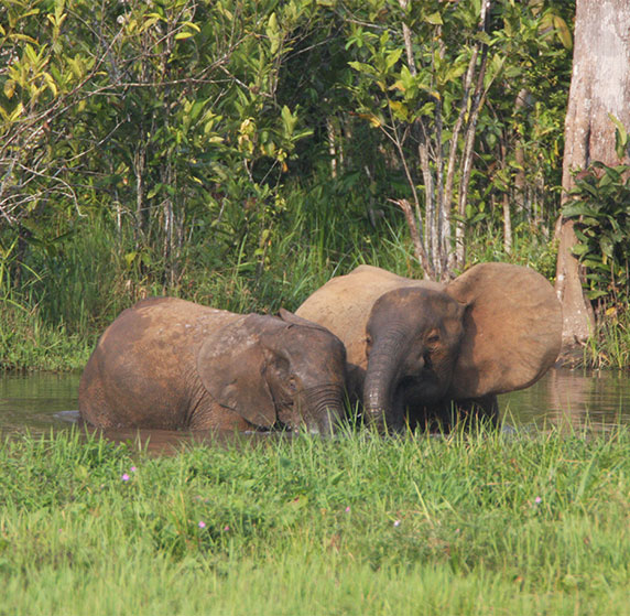African Forest Elephants - ICF