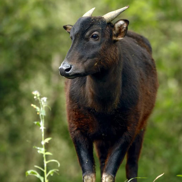 Indonesia: Securing a future for imperilled wildlife in Sulawesi - ICF