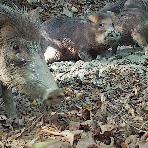 Costa Rica: Preventing Ecosystem Collapse in the Osa Peninsula and beyond - ICF