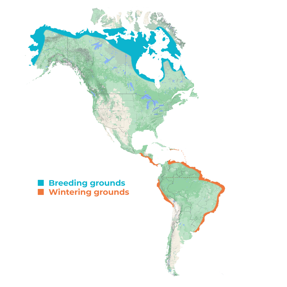 Saving Shorebirds across the Earth - ICF