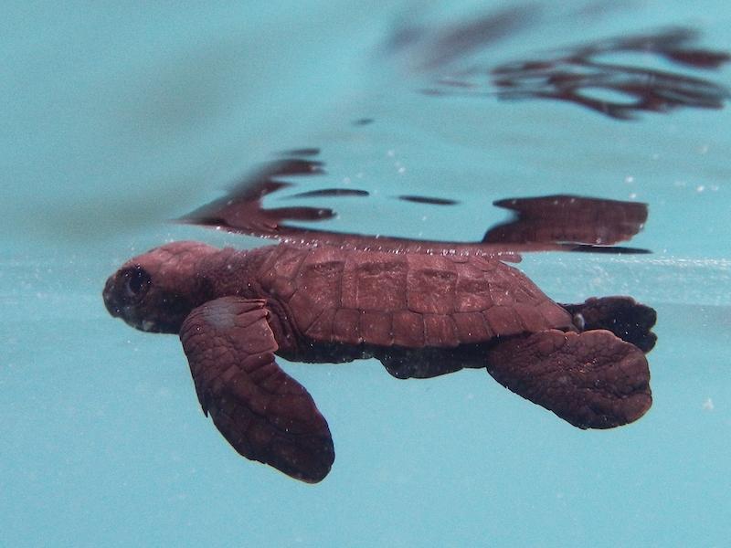 Indonesia: Securing a future for imperilled wildlife in Sulawesi - ICF