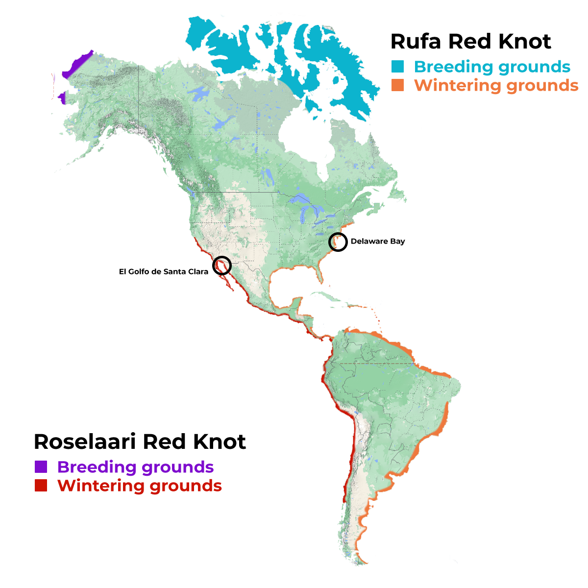 Saving Shorebirds across the Earth - ICF