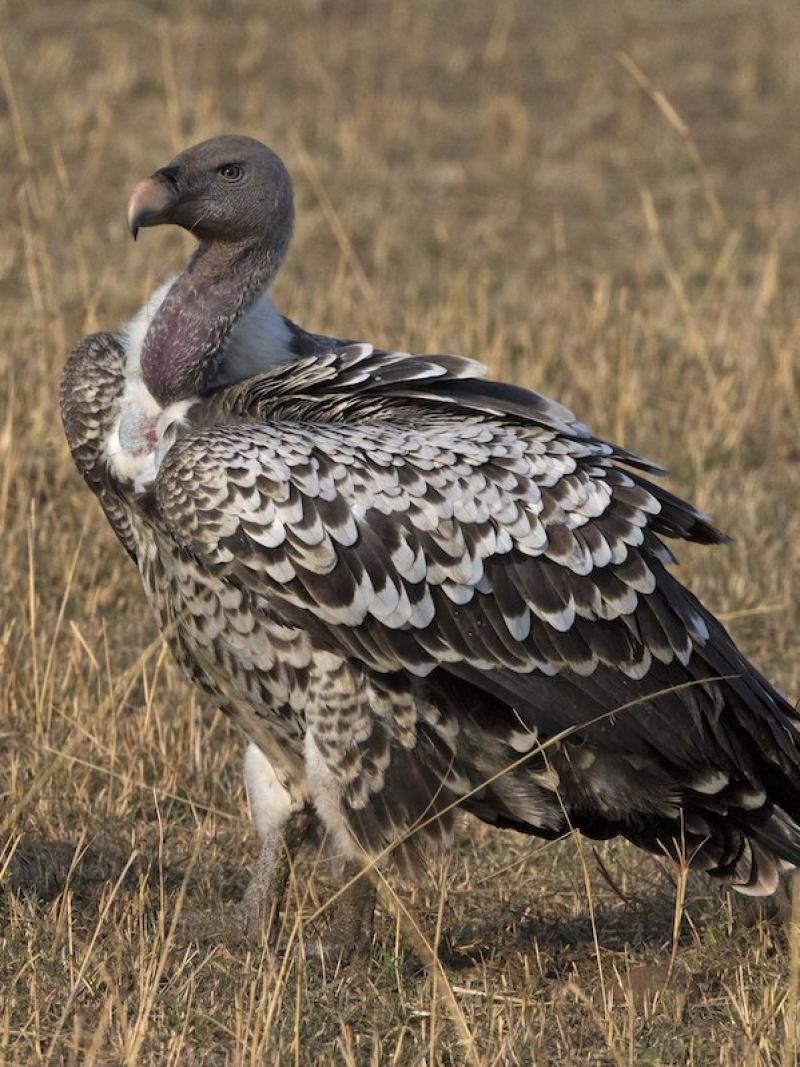 Kenya: Maasai-led conservation of a vulture sanctuary - ICF