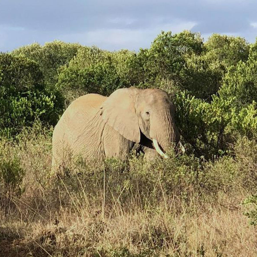 Kenya: wildlife conservation at Laikipia Nature Conservancy - ICF