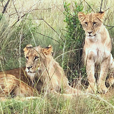 Kenya: wildlife conservation at Laikipia Nature Conservancy - ICF