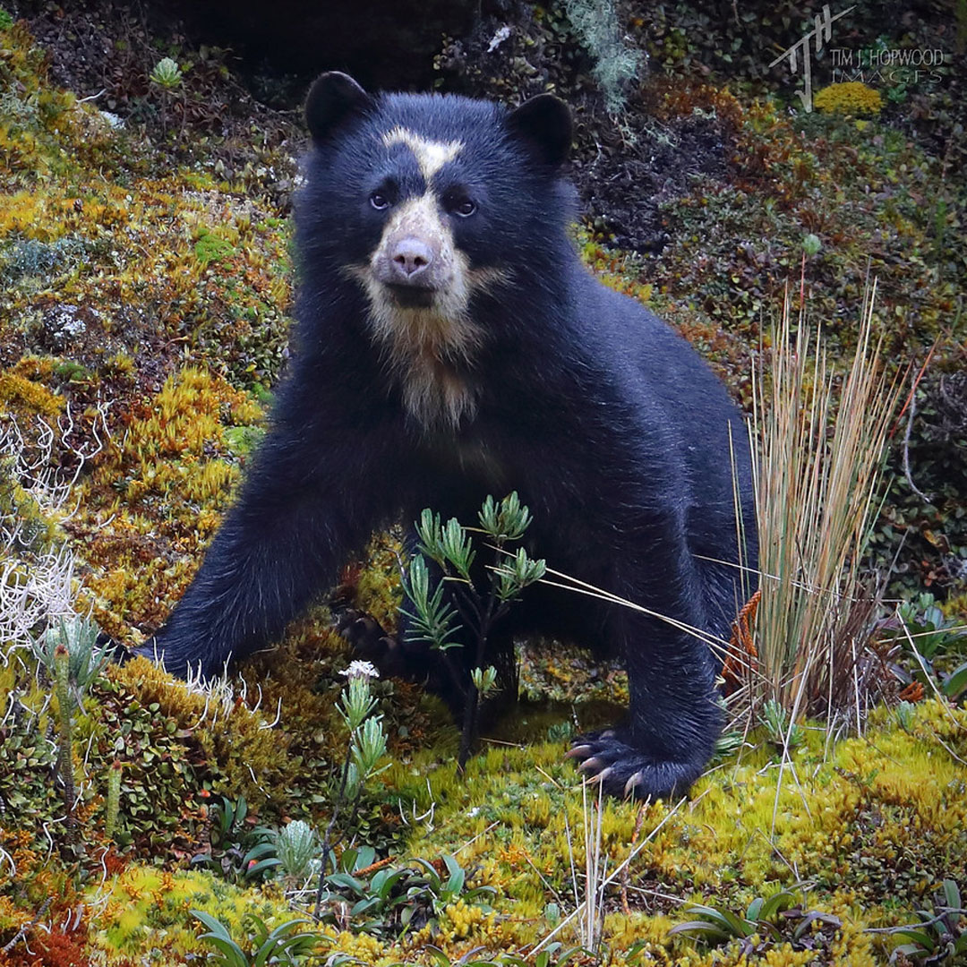 Spectacled Bear - ICF