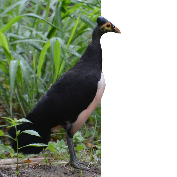 Indonesia: Securing a future for imperilled wildlife in Sulawesi - ICF