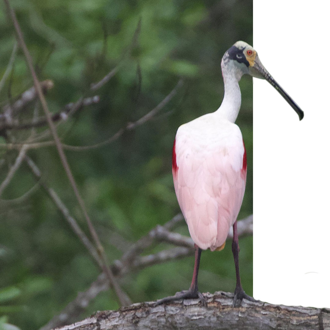 Panama: Indigenous-led conservation in the Majé Mountains - ICF