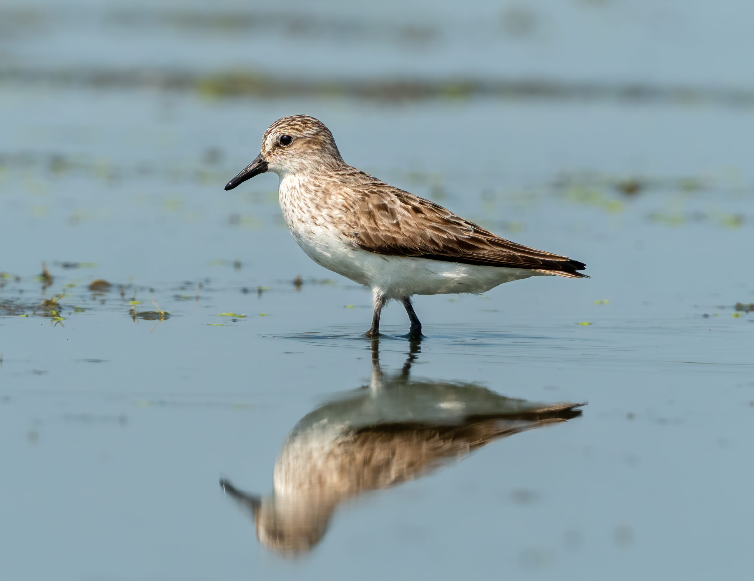 Saving Shorebirds across the Earth - ICF