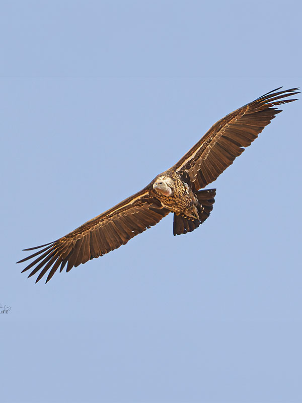 Kenya: Maasai-led conservation of a vulture sanctuary - ICF
