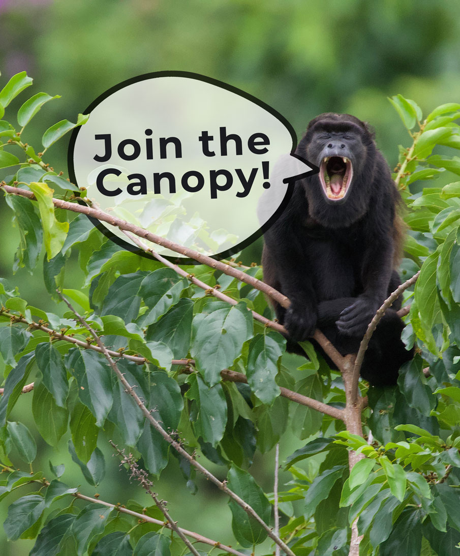 Canopy - ICF
