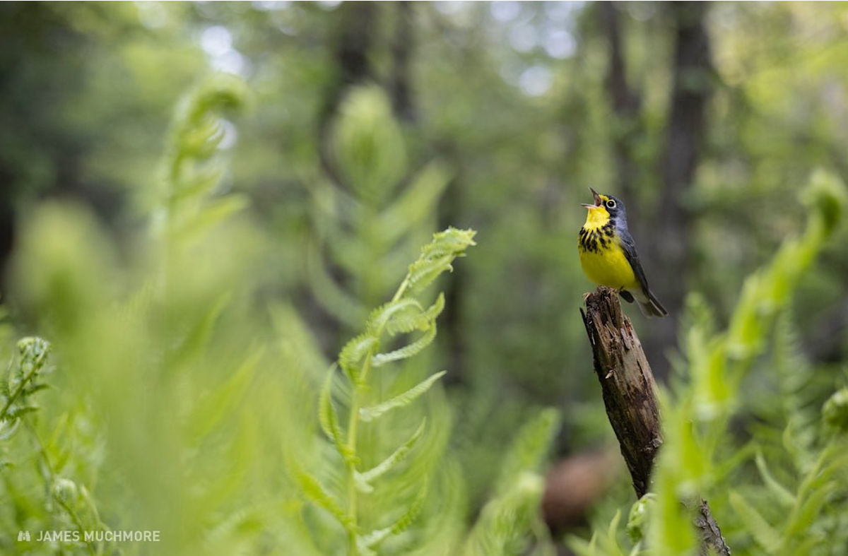 Home International Conservation Fund - ICF