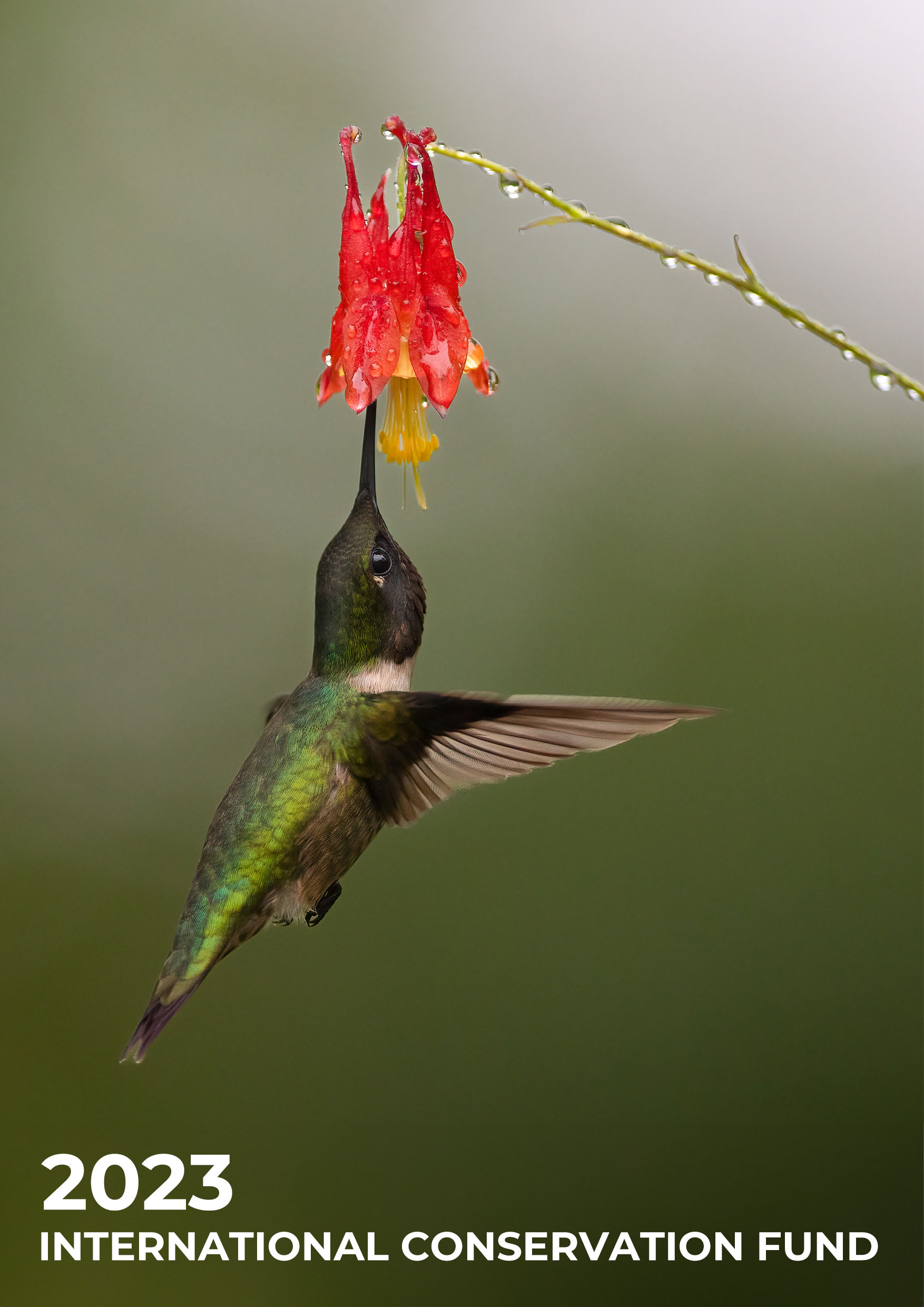 The International Conservation Fund - ICF