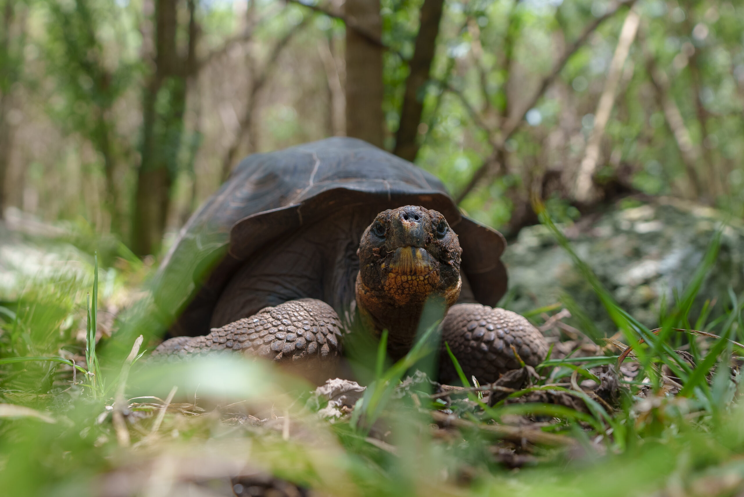 Rewilding the Galapagos: Bringing Back Lost Species - ICF