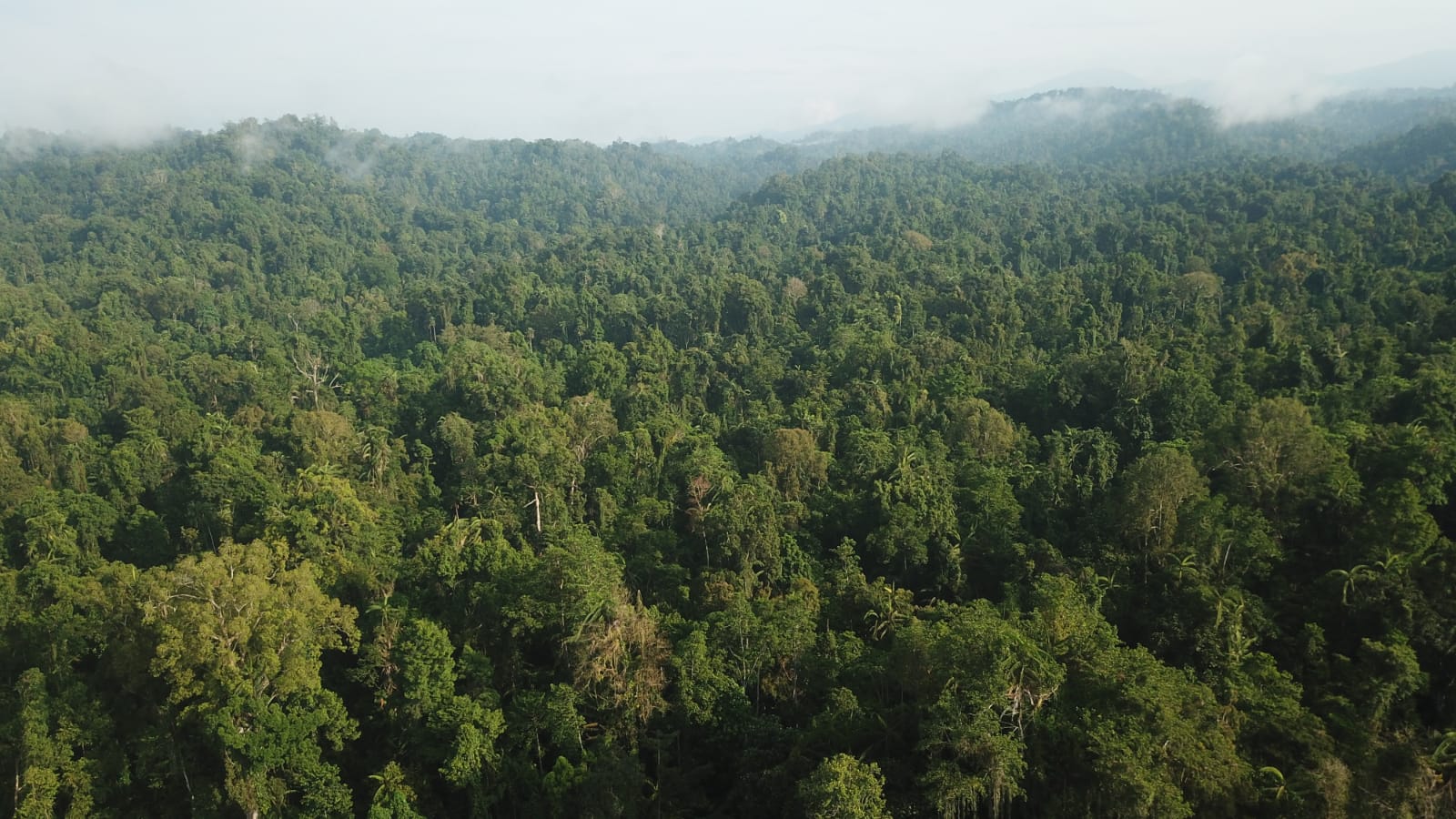 Field Work New - ICF