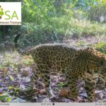 Camera traps: a powerful tool for wildlife conservation - ICF