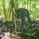 Camera traps: a powerful tool for wildlife conservation - ICF